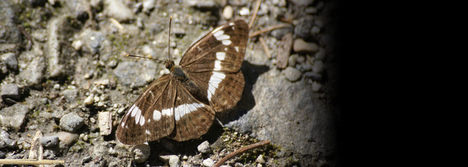 PDA, Inc. - Health Planning - Management Consultants - Services to the ...